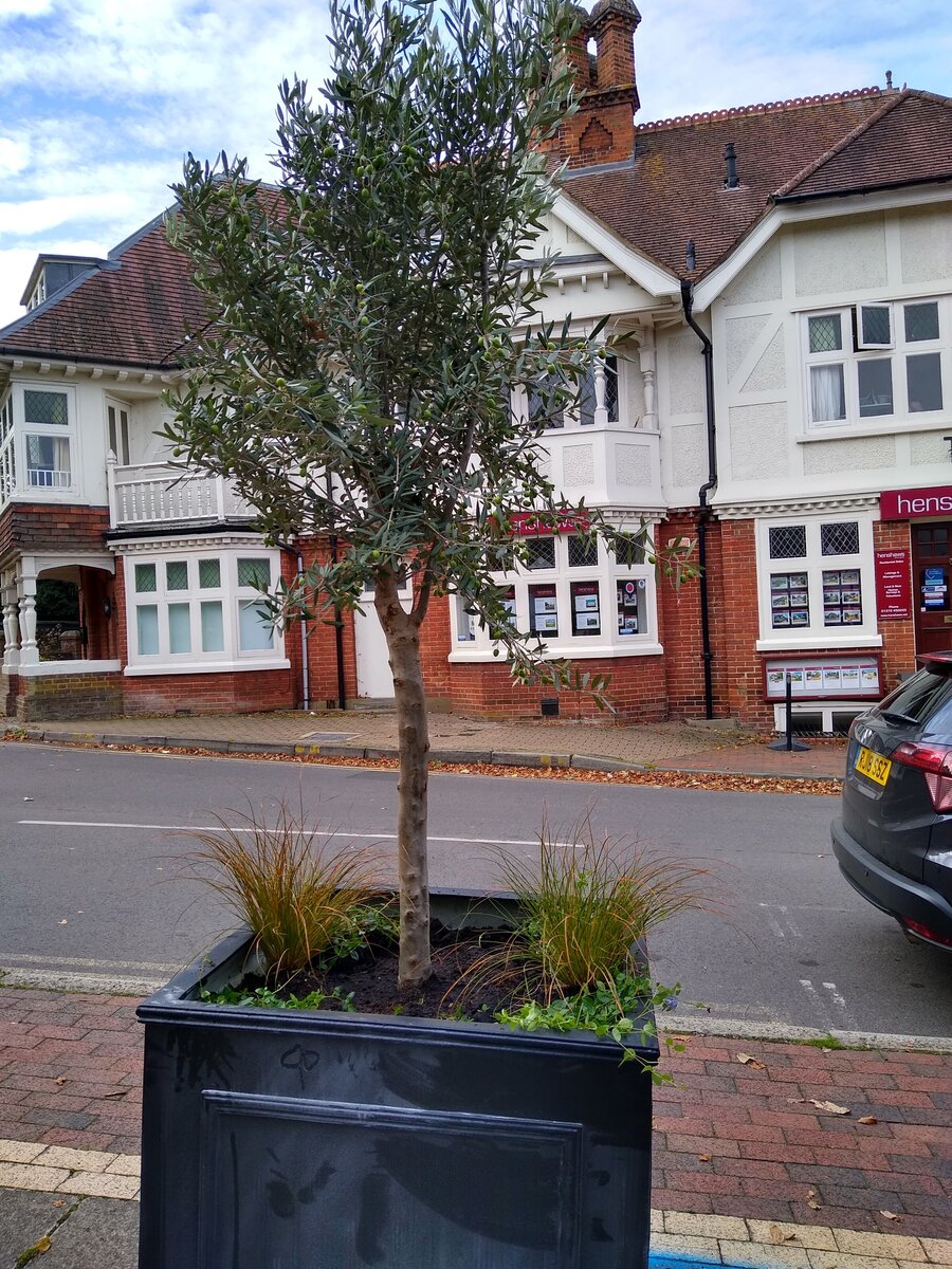 Shopping areas get a green uplift! | Bookhams Residents Association