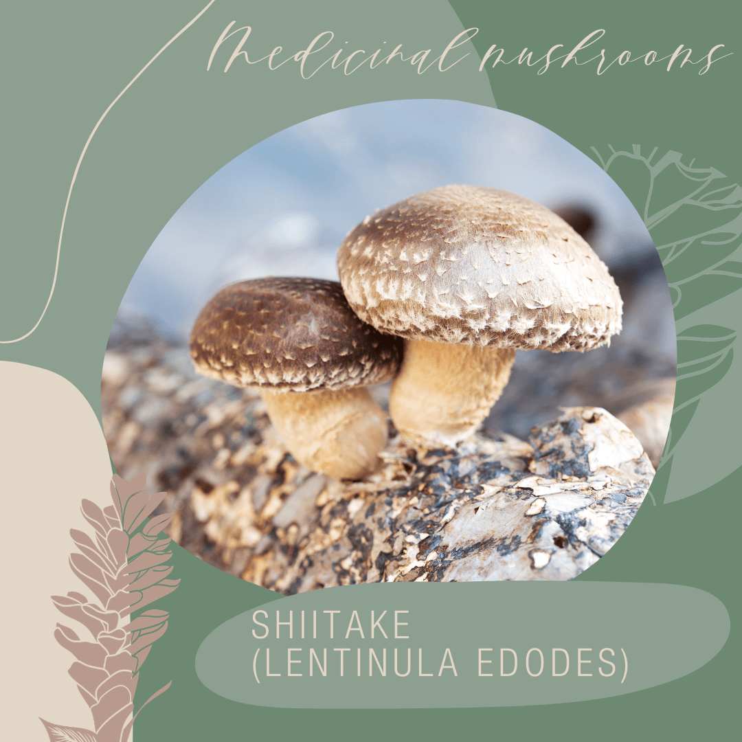 Shiitake (Lentinula edodes) - “known as the fragrant mushroom ...
