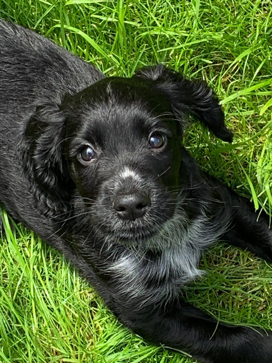 Slaley Show | Can you help?