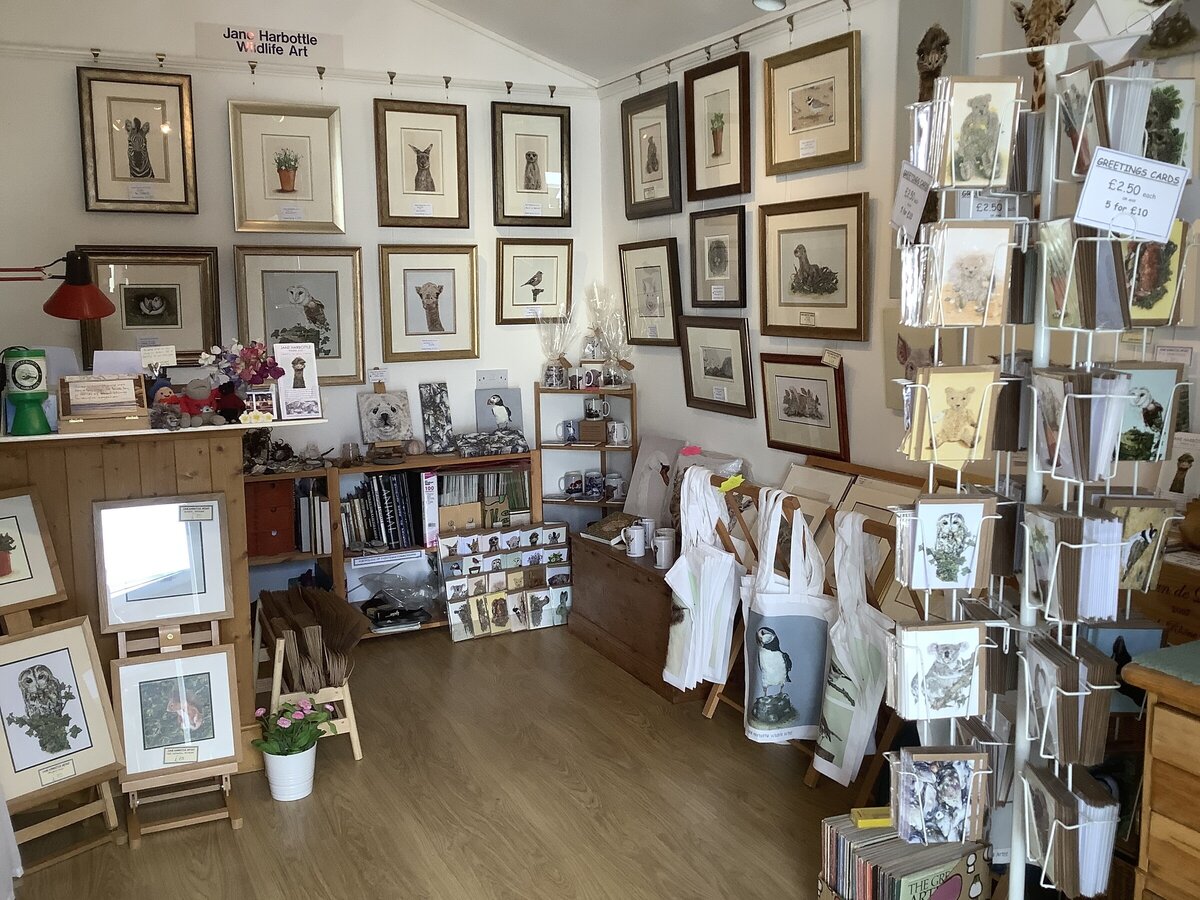 Art Studio opening before Christmas | Jane Harbottle Artist