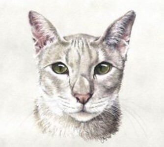 Commissions | Jane Harbottle Artist