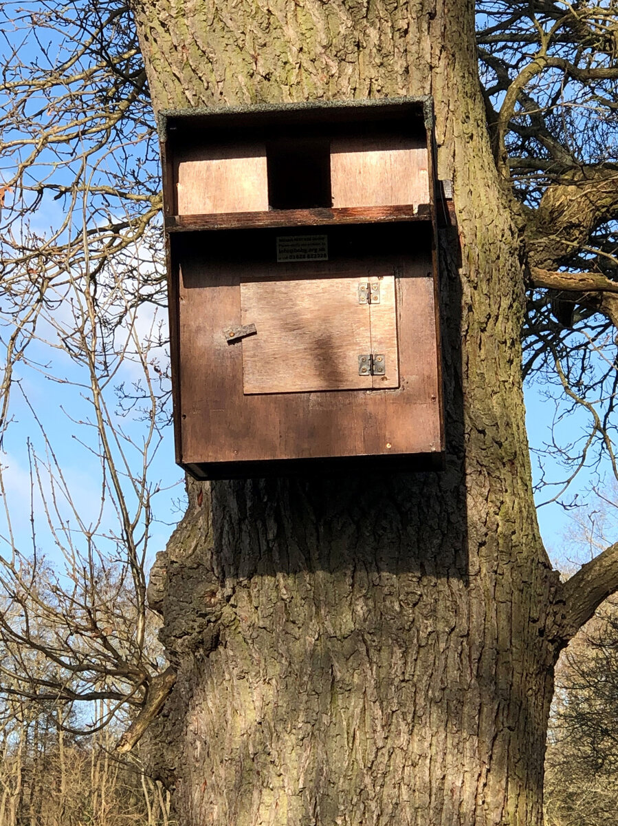 New Owl Box for Barn Owls | Rye Meadows