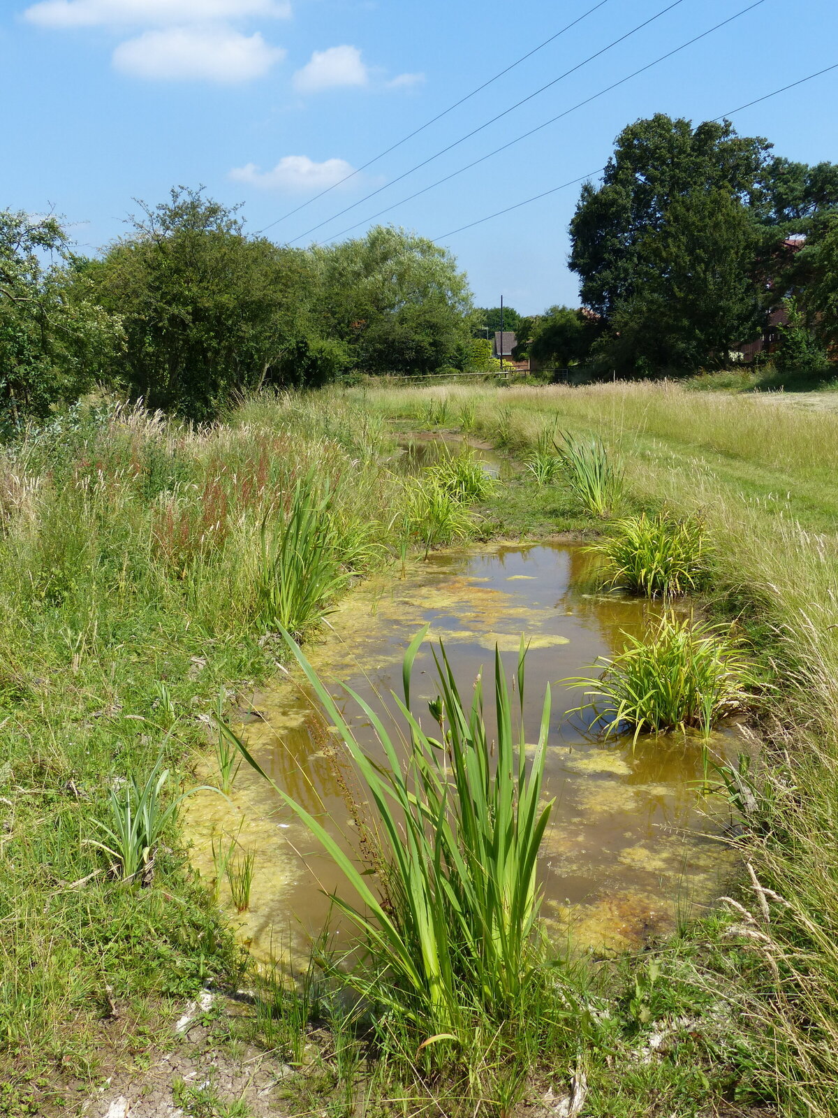 Gallery | Rye Meadows