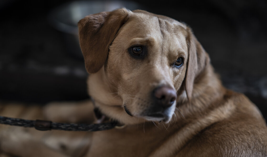 FOOD & DRINK | THE DERWENT WALK INN | CONSETT