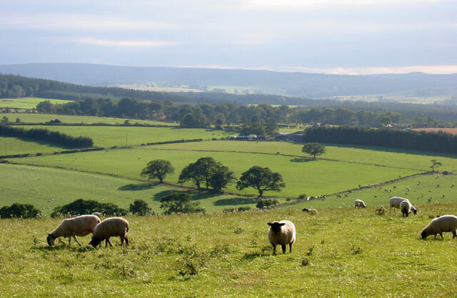 Slaley Parish Litter Pick | Slaley Parish Council